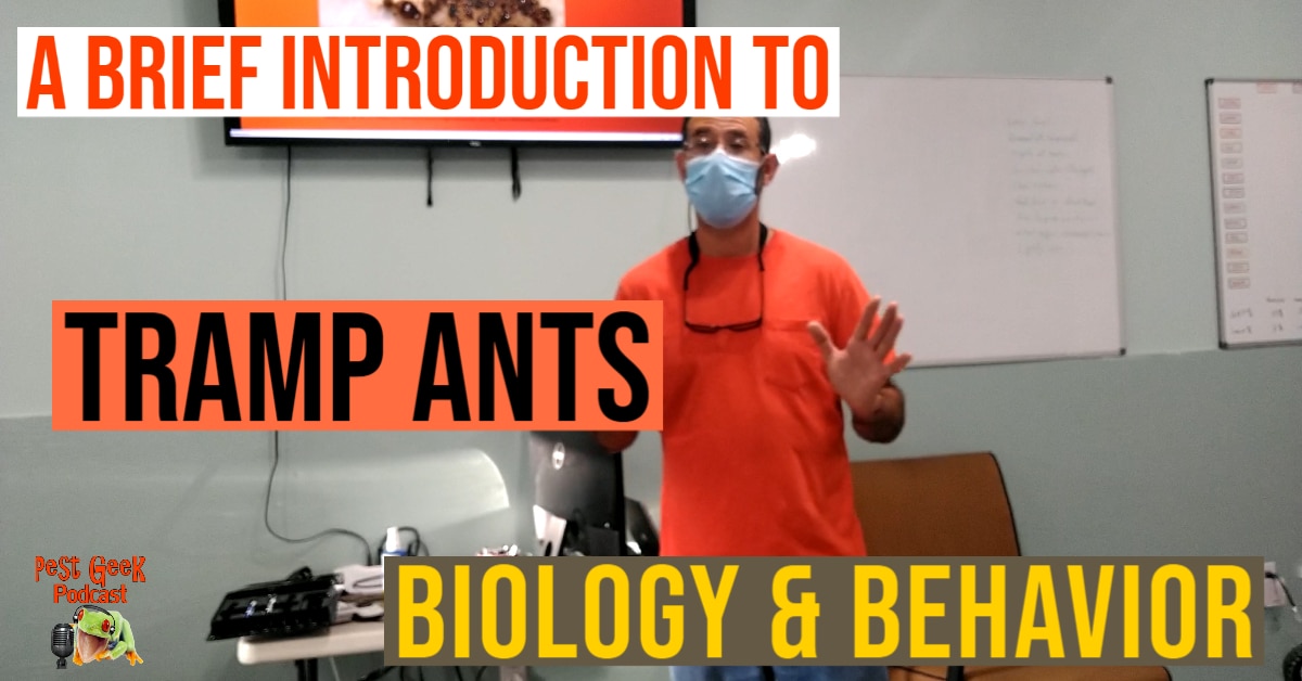 Pest Geek Pest Control Training Academy Tramp Ants Understanding Their ...